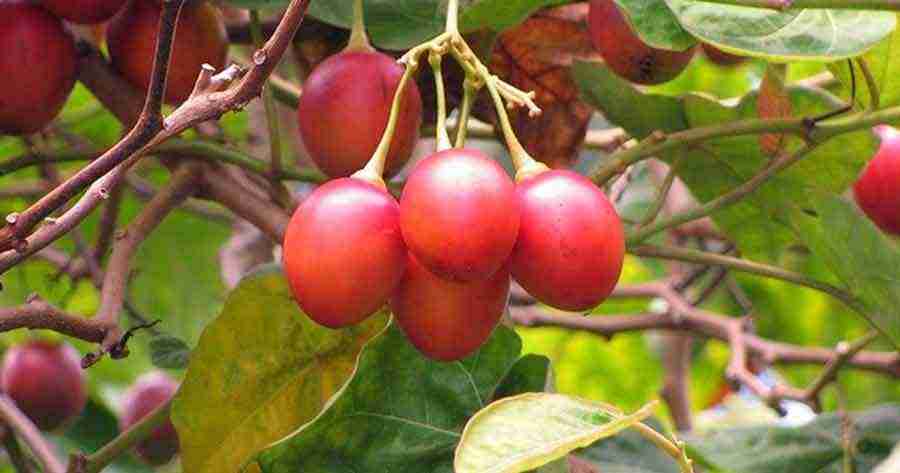 Tomate De Arbol Planta